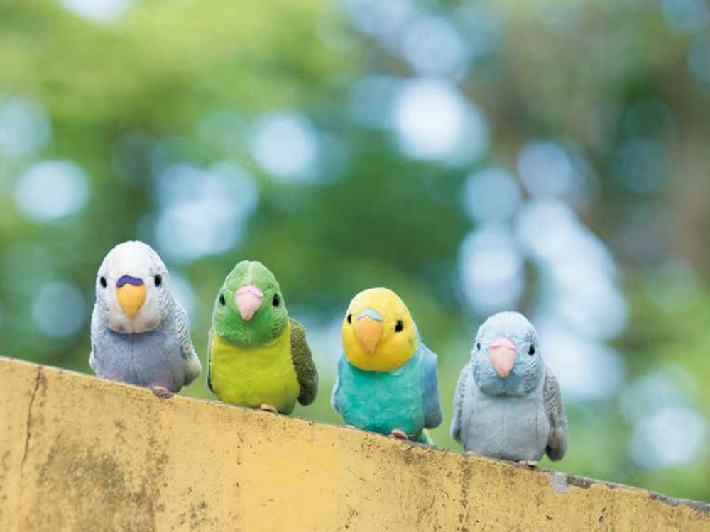 日本100+1 - [100+1] SM214 飾片虎皮鸚鵡造型填充玩偶｜媽咪愛